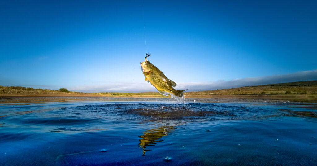 Which Has More Fish: A Big Pond or a Large Lake? - Western ...